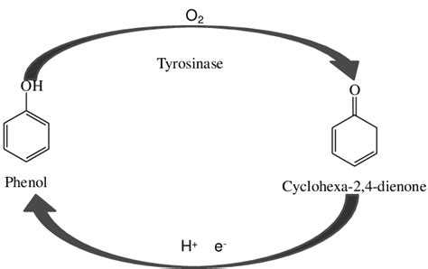 Schematic Representation Of Tyrosinase Activity Download Scientific Diagram