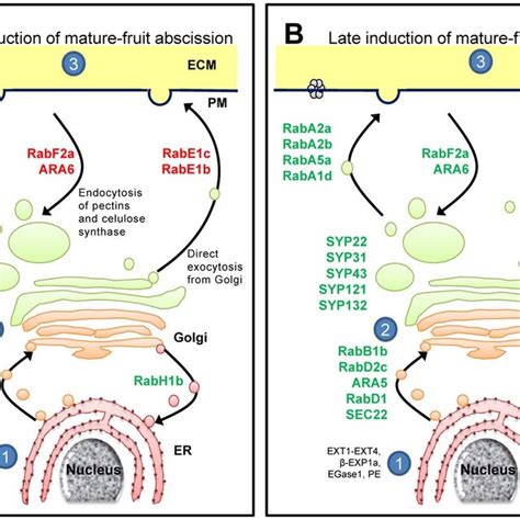 Simplified Schematic Representation Of The Trafficking Pathways To And