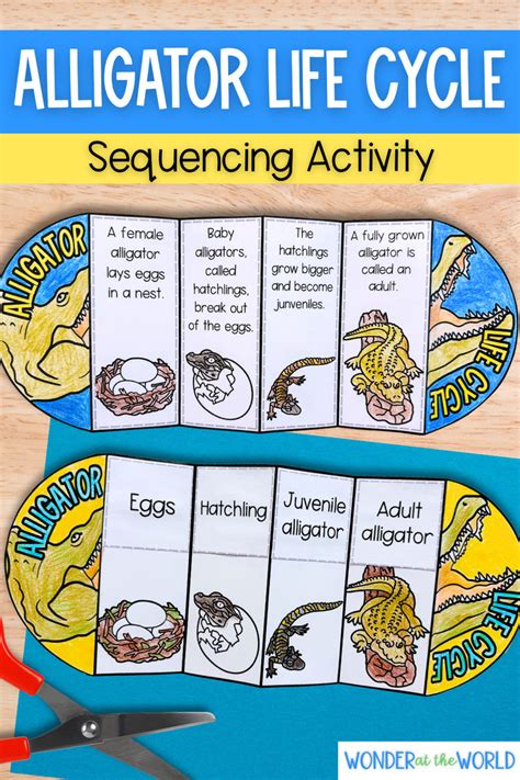 Life Cycle Of An Alligator Foldable Sequencing Activity Reptile Cut And