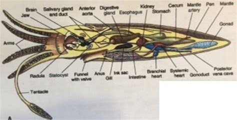 Internal Anatomy Of Squid