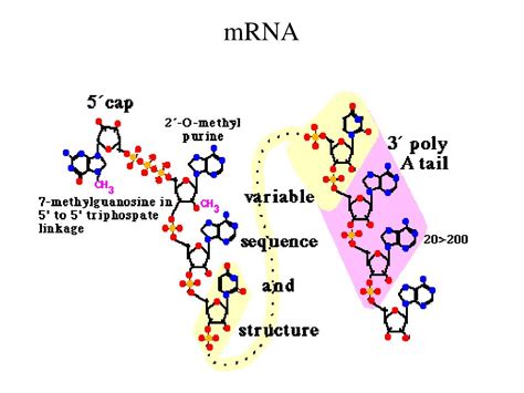 Ppt A Nucleic Acid Is A Macromolecule Composed Of Nucleotide Chains