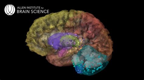 Brain Atlas Allen At Jeremy Horton Blog