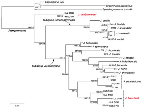 Bayesian Inference Tree For 1499 Bp Of Nuclear 28s Rrna And