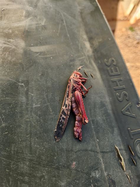 What Is This Demonic Grasshopper Found In Huntsville Alabama R