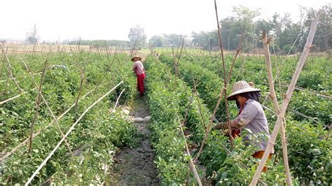 ခရမ်းချဉ်သီးများ ဈေးကျ၍ တောင်သူများ အခက်ကြုံ Information And Public Relations Department