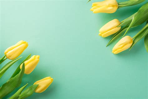 카피 스페이스와 고립 된 파스텔 블루 배경에 노란색 튤립의 두 무리의 여성의 날 구성의 상단 보기 사진 계절에 대한 스톡 사진