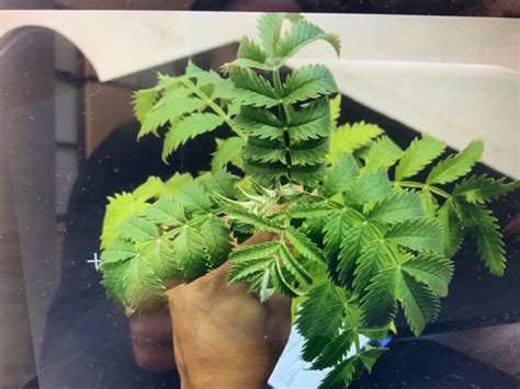 IB Lab Final Flashcards Quizlet