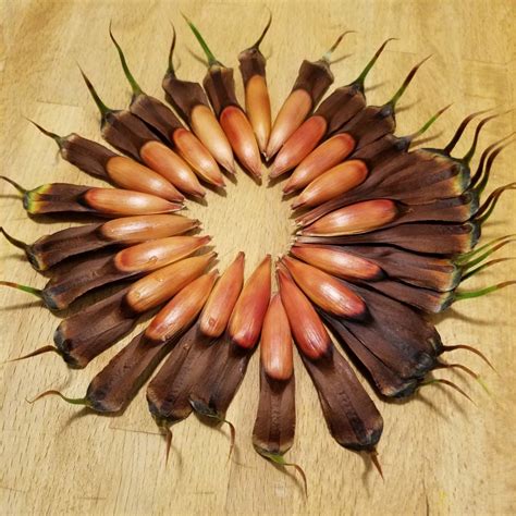 Monkey Puzzle Tree Seattle Arborist First Leaf Design And Tree Care