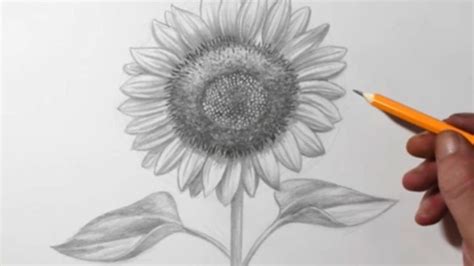 How To Draw A Sunflower Pencil Drawing Youtube