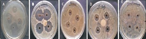 Antibacterial Activity Of Copper Oxide Nanoparticles Against Download Scientific Diagram