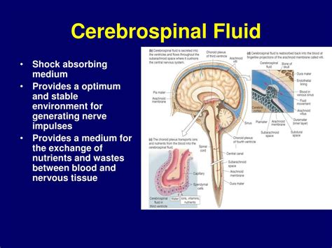 What Is The Function Of Csf Cerebrospinal Fluid At Juanita Curtis Blog