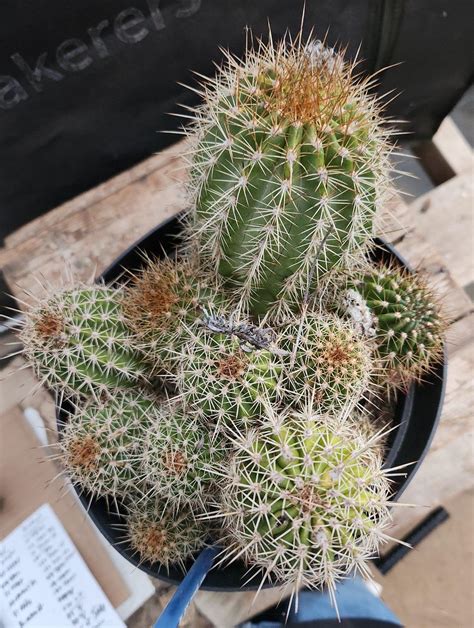 San Pedro Cactus For Sale Trichocereus Ec248 Exact Trichocereus
