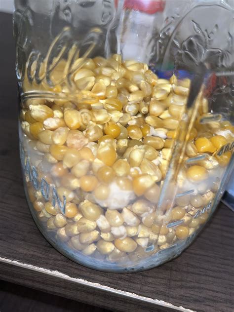 Cob Webs Or Mycelium Growth R Psilocybingrowers