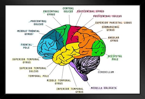 Forebrain Diagram