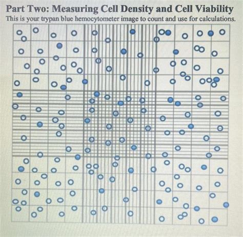 Solved Calculate With Calculations And Units The Cell Chegg Com