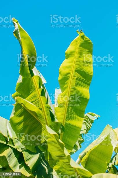 열대 녹색 또는 노란색 바나나 잎과 바나나 나무 텍스처 표면 배경입니다 여름 또는 열대 배경 개념 이미지입니다 바나나 잎의 세부 사항 건강관리와 의술에 대한 스톡 사진 및