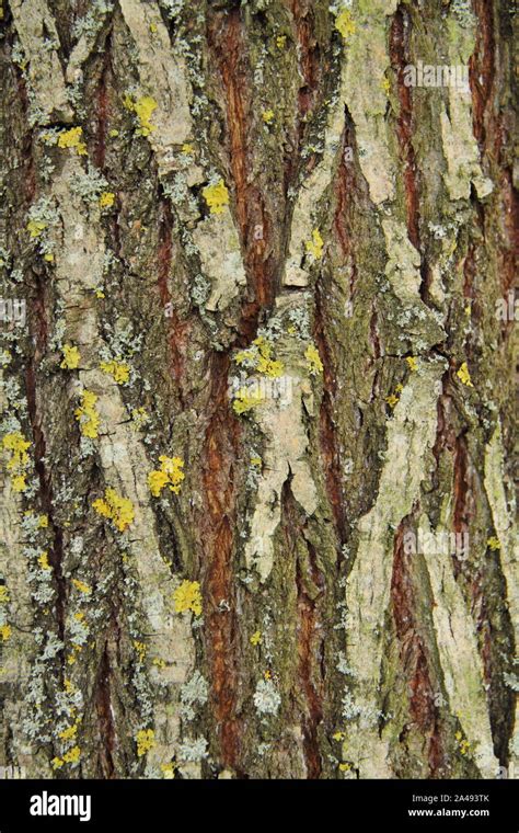 Tree Bark As A Background Stock Photo Alamy