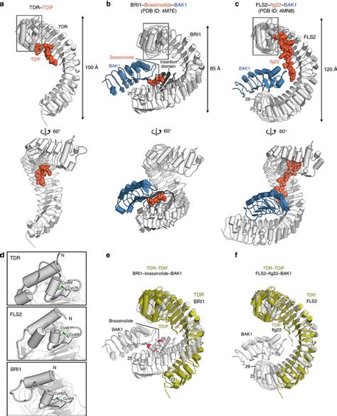 Structural Comparison Of The Extracellular Domains Of Plant Lrr Rks