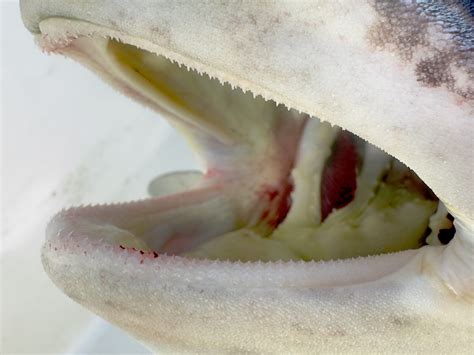 ナヌカザメ 2023 12 12 WEB魚図鑑