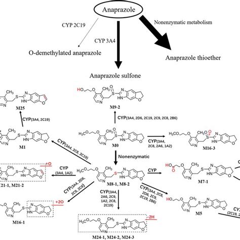 Proposed Major Metabolic Pathways Of Anaprazole Both Non Enzymatic And Download Scientific