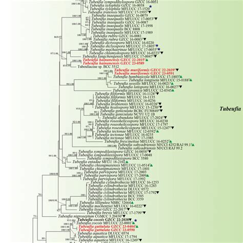 Phylogenetic Tree Generated From Maximum Likelihood Ml Analysis Based