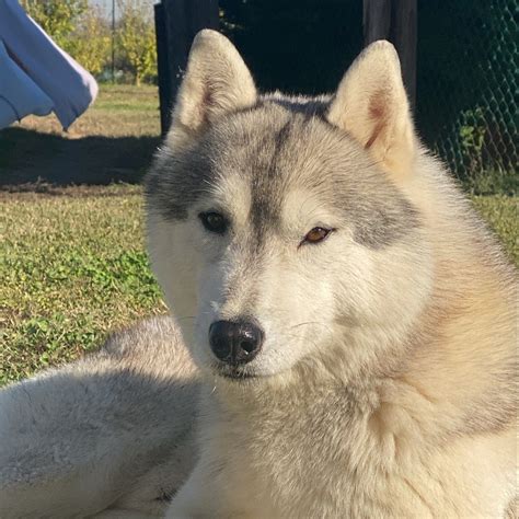 La Bellezza Al Sole 💙 💙il Nostro Siberian Dream Catcher