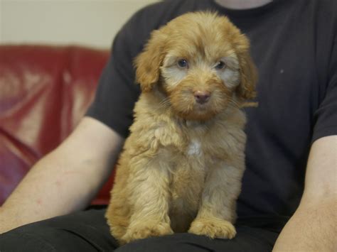 Apricot Mini Labradoodle