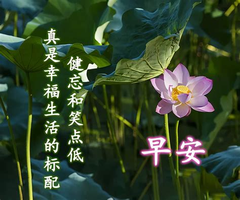 早上好唯美图片 朋友圈早安精致短句 特别漂亮的早上好动态图 贵有