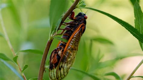 Collecting Sex Crazed Zombie Cicadas On Speed Scientists Track A Bug Controlling Super Sized Fungus