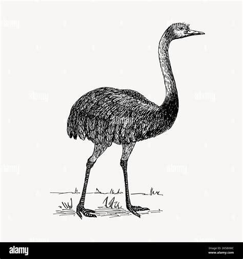 Rhea Bird Clipart Vintage Wildlife Illustration Vector Stock Vector Image And Art Alamy