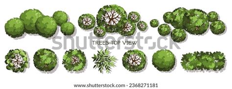 Shrubs Plan Over 1673 Royalty Free Licensable Stock Illustrations