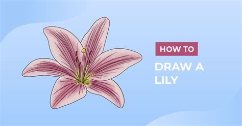 How To Draw A Flower Lily