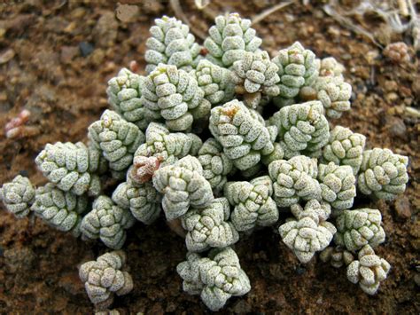 Crassula Corallina Coral Crassula World Of Succulents