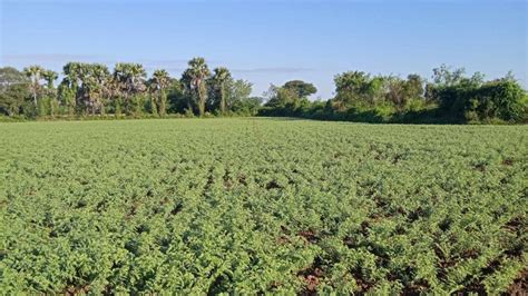 မုံရွာမြို့နယ်၌ ယခုနှစ် ဆောင်းသီးနှံစုံ ၁၀၀၄၀၈ ဧက စိုက်ပျိုးပြီးစီး Information And Public