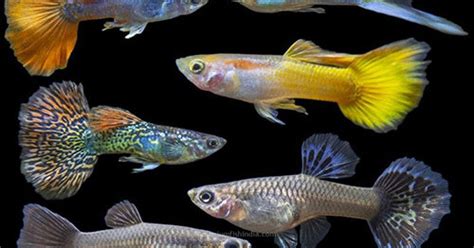 Assorted Guppy Fish Male And Female 4 Pair Buy Guppies Online At