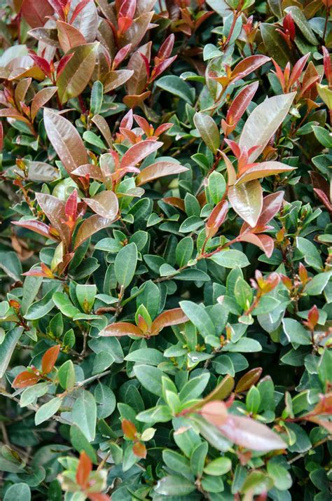 Eugenia Así Es La Planta Que Es Fácil De Cuidar E Ideal Para Esta