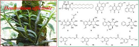 铁皮石斛的化学成分及其化学分类学意义 Biochemical Systematics And Ecology X Mol