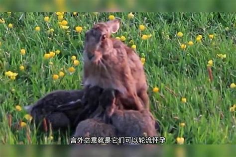 澳大利亚野兔泛滥成灾！人兔战争持续近150年，100亿只野兔吃不完