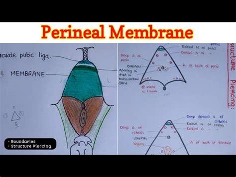 Pierced Perineum Expert Issues Urgent Health Warning Over Cardi B