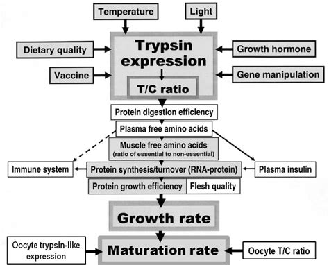 Where Does Trypsin Work In The Body