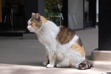 猫 フリー素材ドットコム