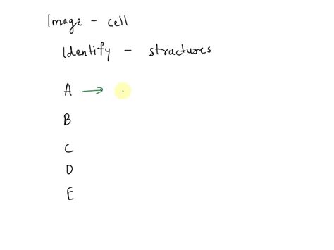 SOLVED Indenting The Labeled Structures Identify The Labeled Structures A B C D E