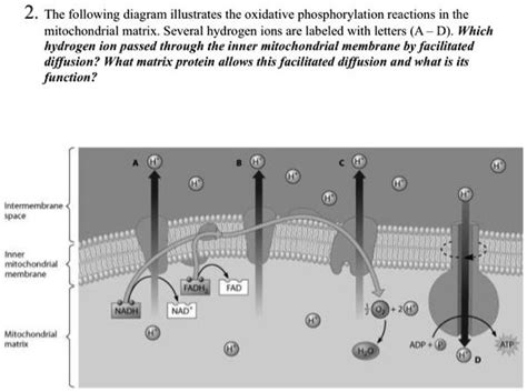 Solved The Following Diagram Illustrates The Oxidative Phosphorylation Reactions In The