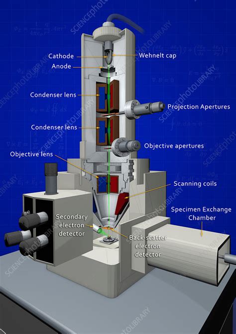Electron Microscope Diagram Labeled Draw A Well Labelled Diagram Of
