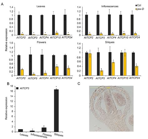 Expression Patterns Of Mir319a Targeted Tcp Genes A The Relative Download Scientific Diagram