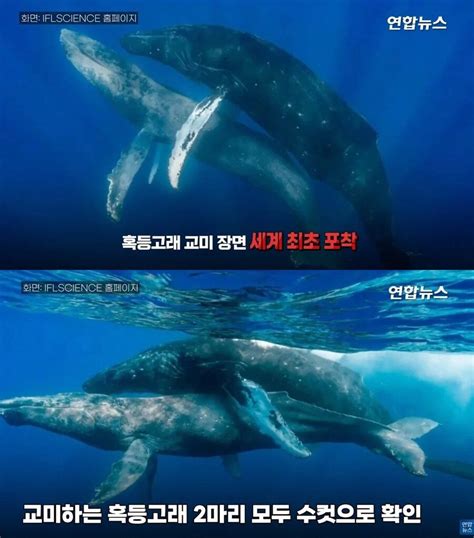 최초로 촬영된 혹등고래의 교미 유머 움짤 이슈 에펨코리아