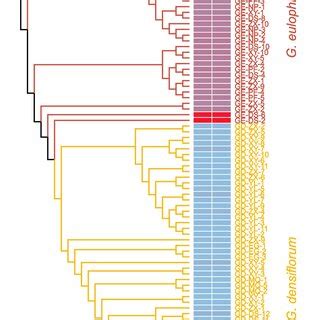 Gene Flow Analysis Using Treemix A And B Are The Maximum Likelihood Download Scientific