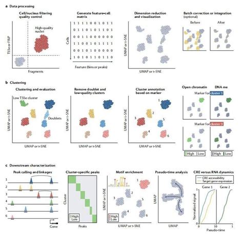 Nat Rev 单细胞表观基因组学揭秘顺式调控元件 知乎