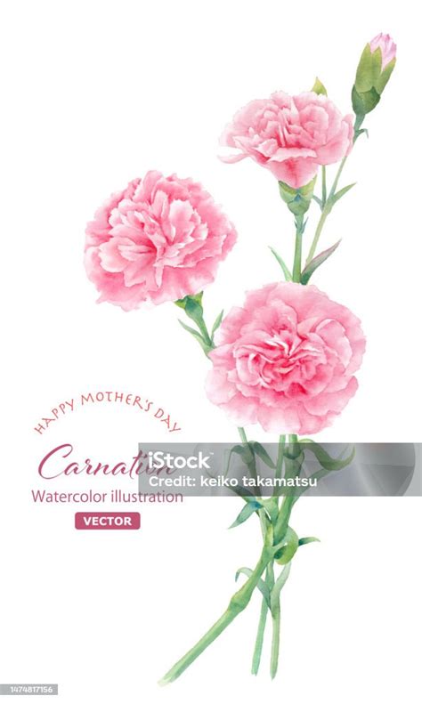 Watercolor Illustration Of Pink Carnation Mothers Day Decoration T