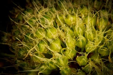 Allium Plant Allium Fistulosum